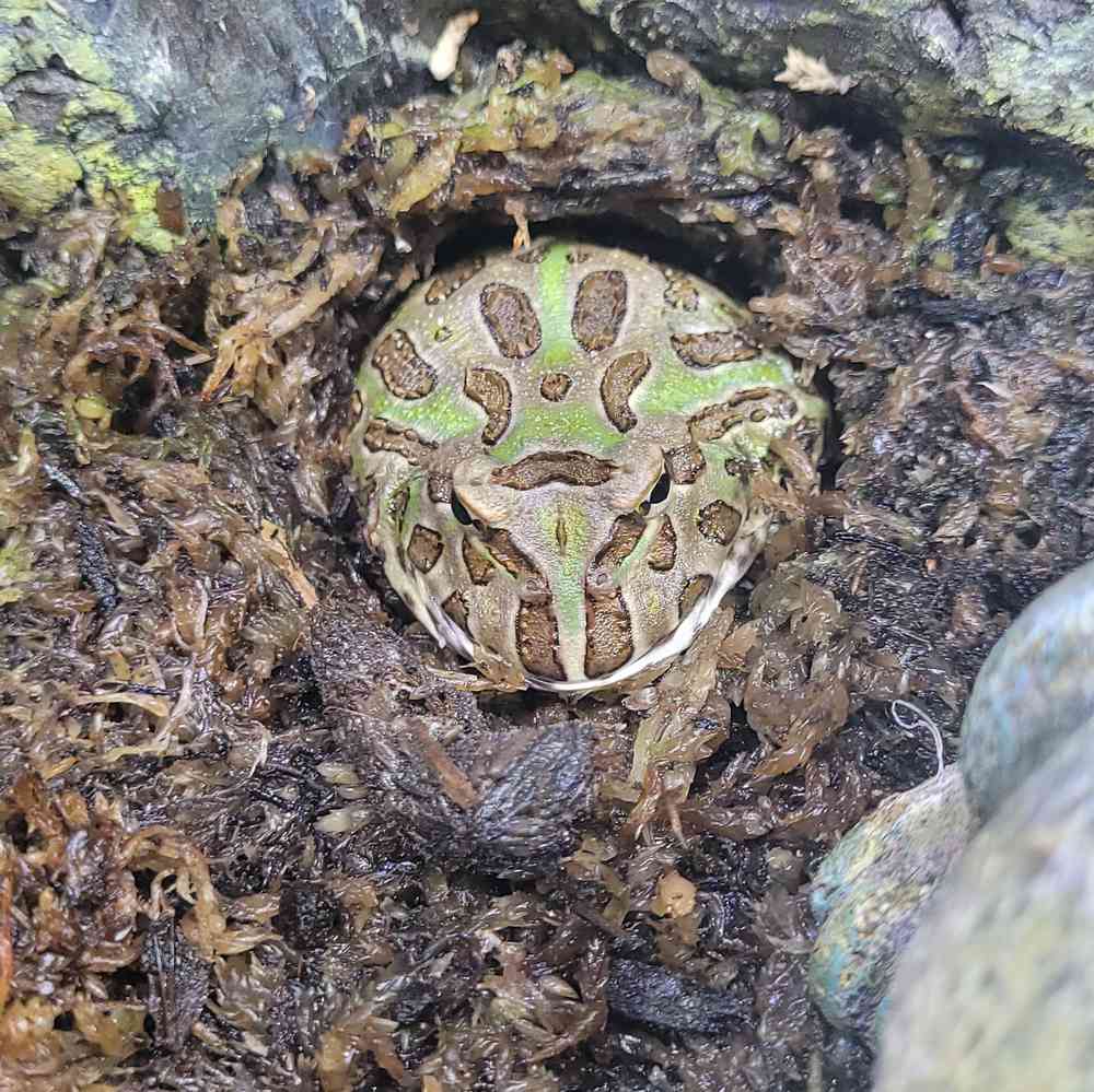 Camo Pacman Frog Amphibians for sale - PV Pets, NJ