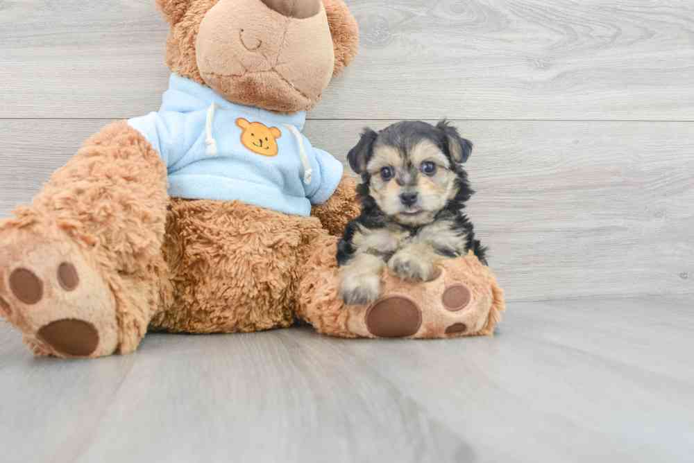 Yorkie Puppies for sale - PV Pets, NJ