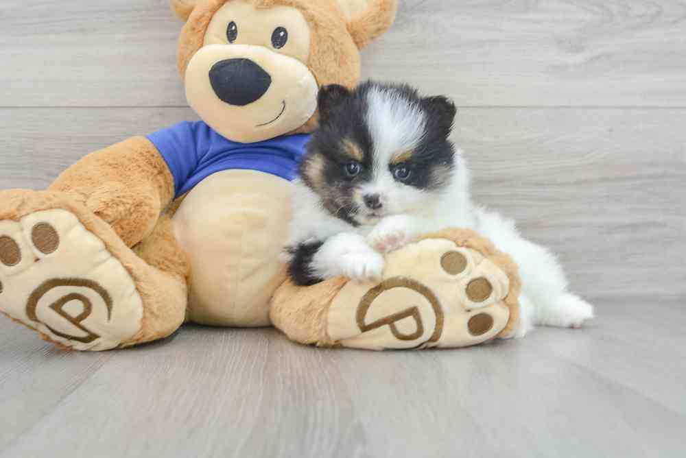 Pomeranian Puppies for sale - PV Pets, NJ