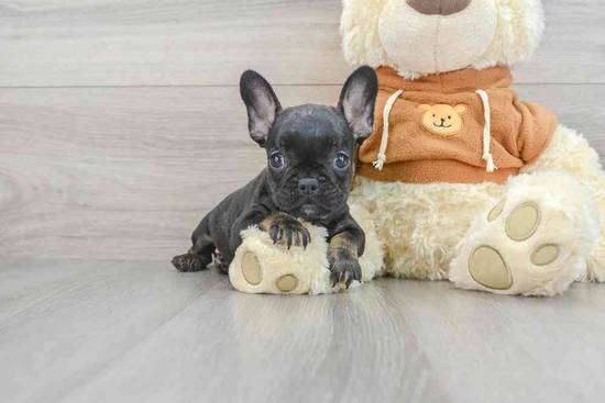 Puppy for Sale - PV Pets