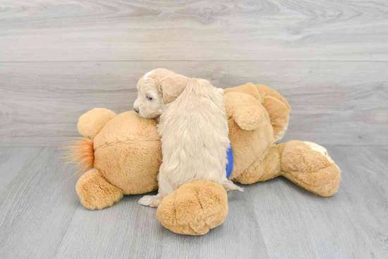 Puppy for Sale - PV Pets