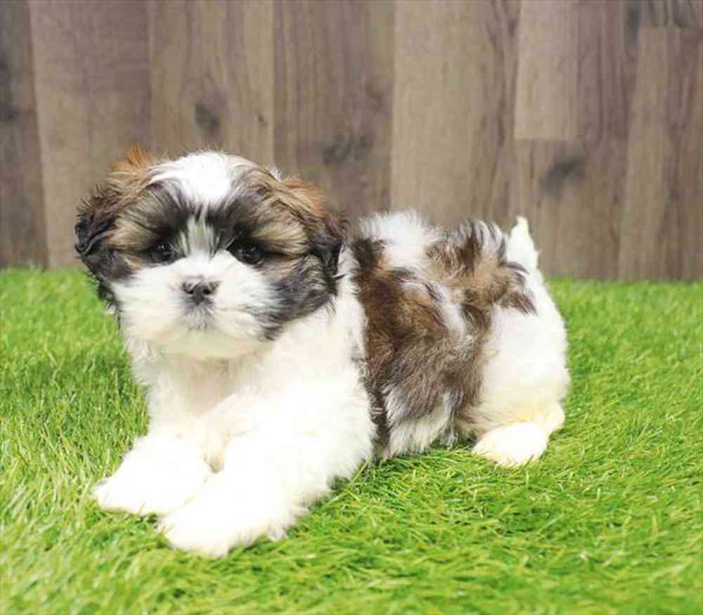 Shorkie Puppies for sale - PV Pets, NJ