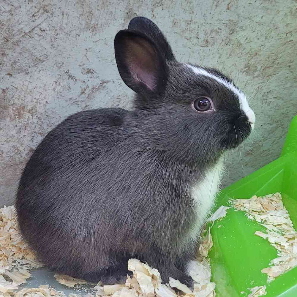 Pets for Sale - PV Pets