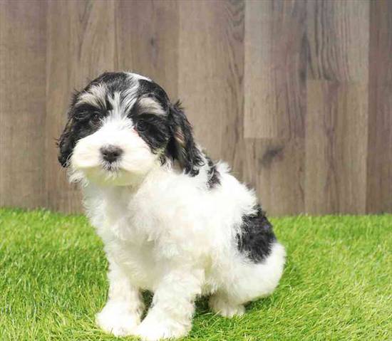 Puppy for Sale - PV Pets