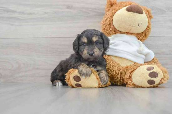 Puppy for Sale - PV Pets