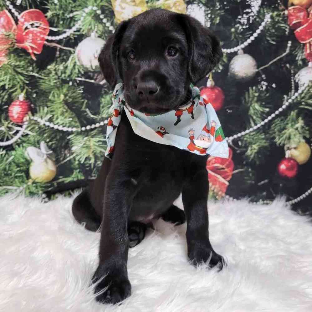 Pets for Sale - PV Pets