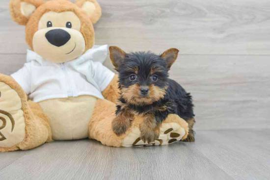 Puppy for Sale - PV Pets