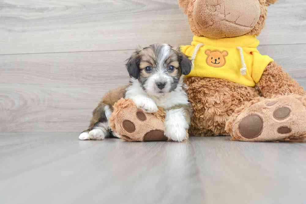 Aussiechon Puppies for sale - PV Pets, NJ