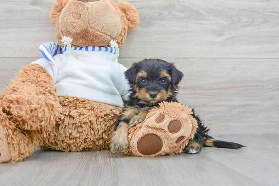 Puppy for Sale - PV Pets