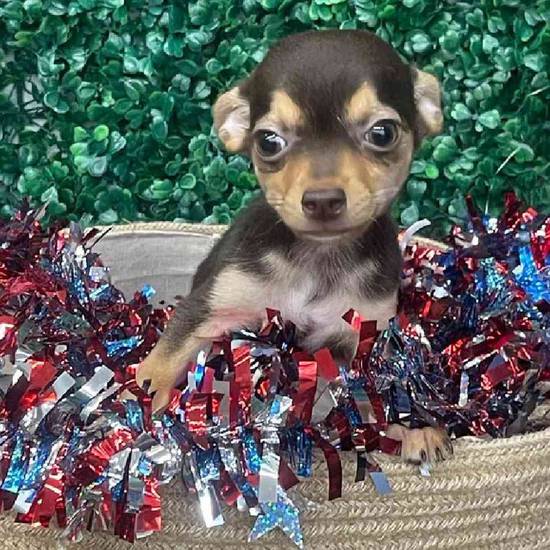 Puppy for Sale - PV Pets