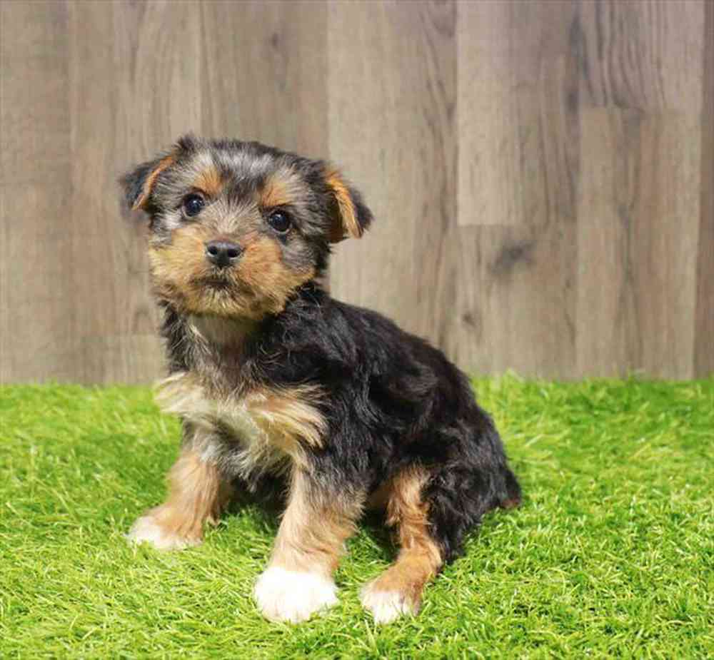 Yorkie Ton Puppies for sale - PV Pets, NJ