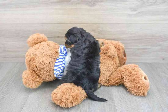 Puppy for Sale - PV Pets