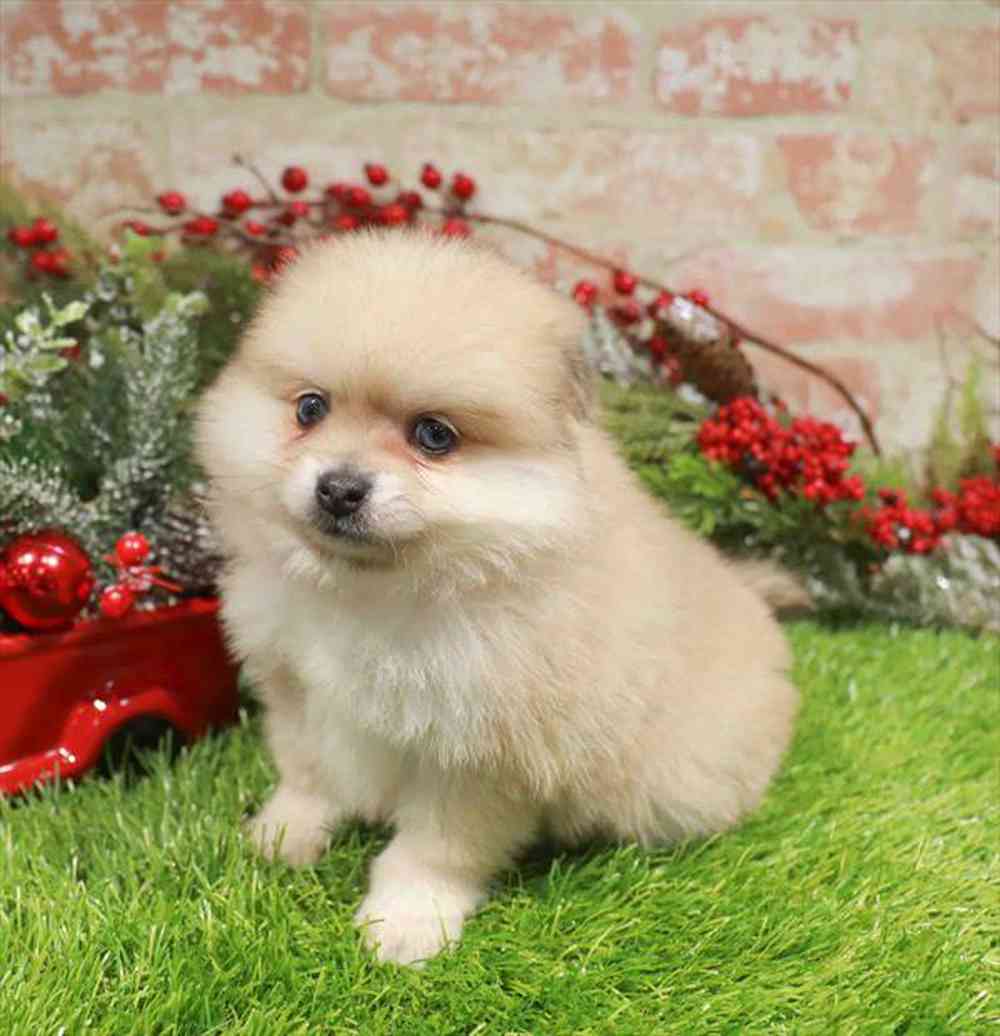 Weeranian Puppies for sale - PV Pets, NJ