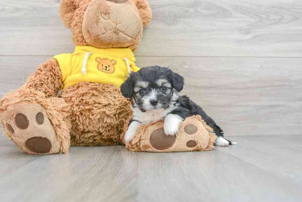 Aussiechon Puppies for sale - PV Pets, NJ