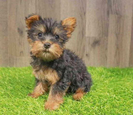 Puppy for Sale - PV Pets