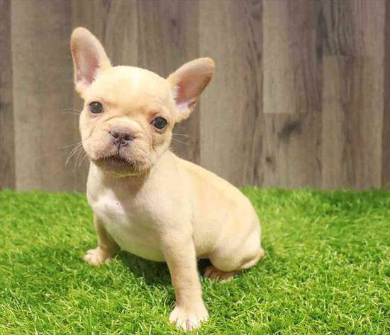 Puppy for Sale - PV Pets