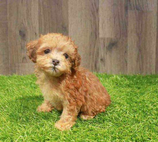 Puppy for Sale - PV Pets