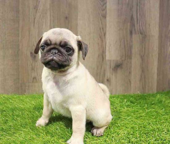 Puppy for Sale - PV Pets