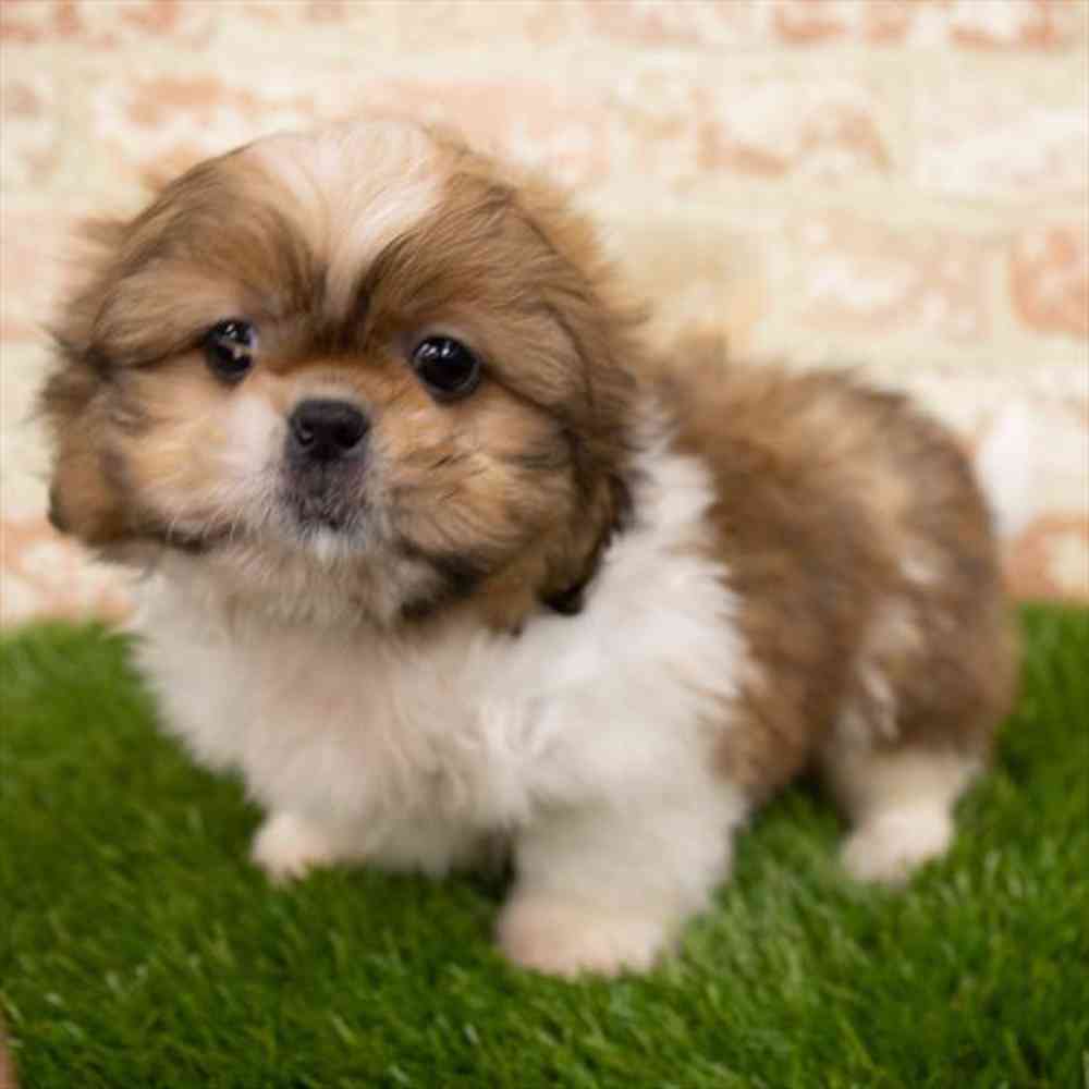 Pets for Sale - PV Pets