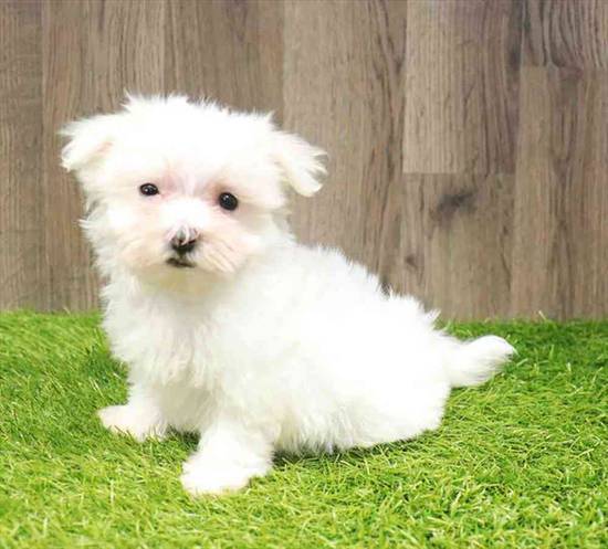 Puppy for Sale - PV Pets