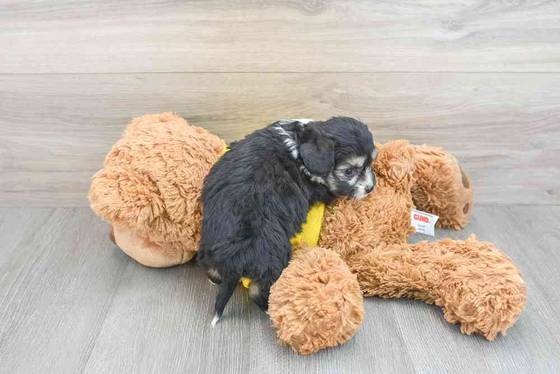 Puppy for Sale - PV Pets