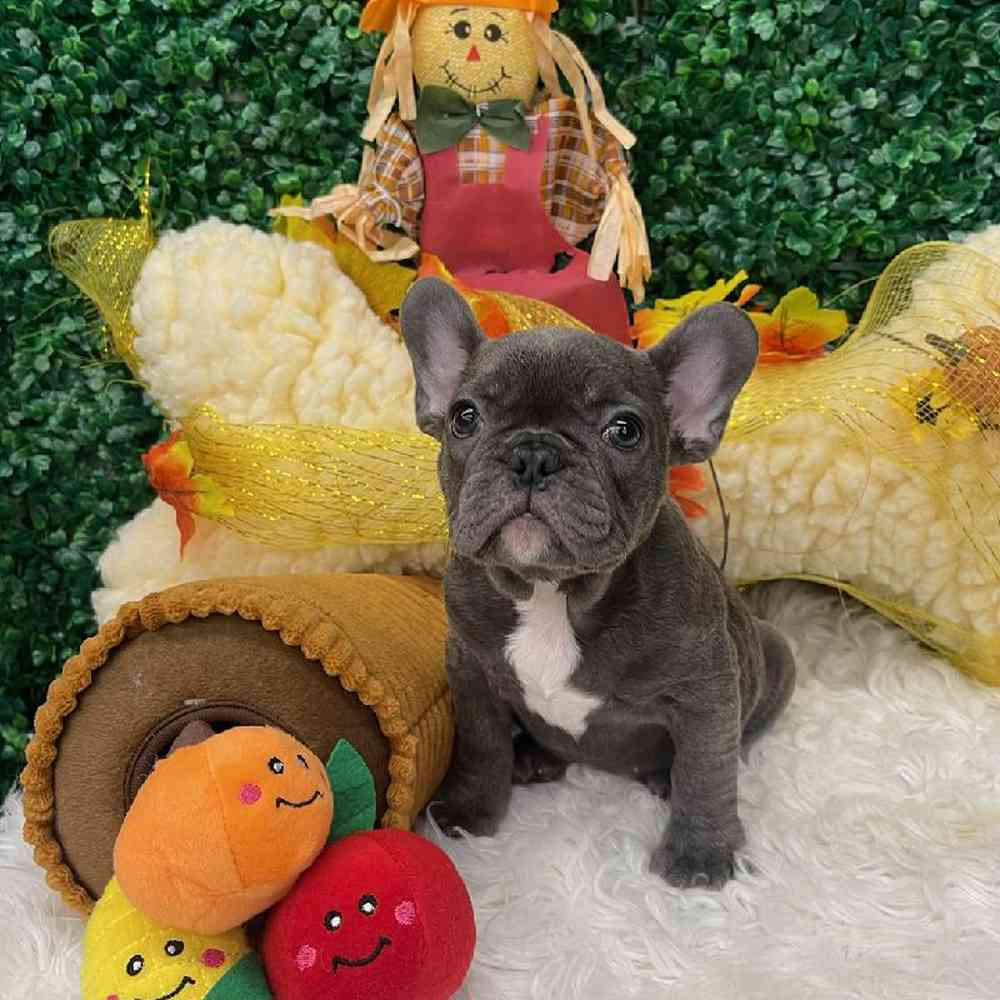 Pets for Sale - PV Pets