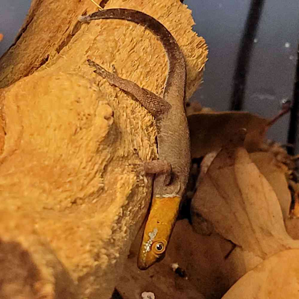 Yellow Head Dwarf Gecko Reptiles for sale - PV Pets, NJ