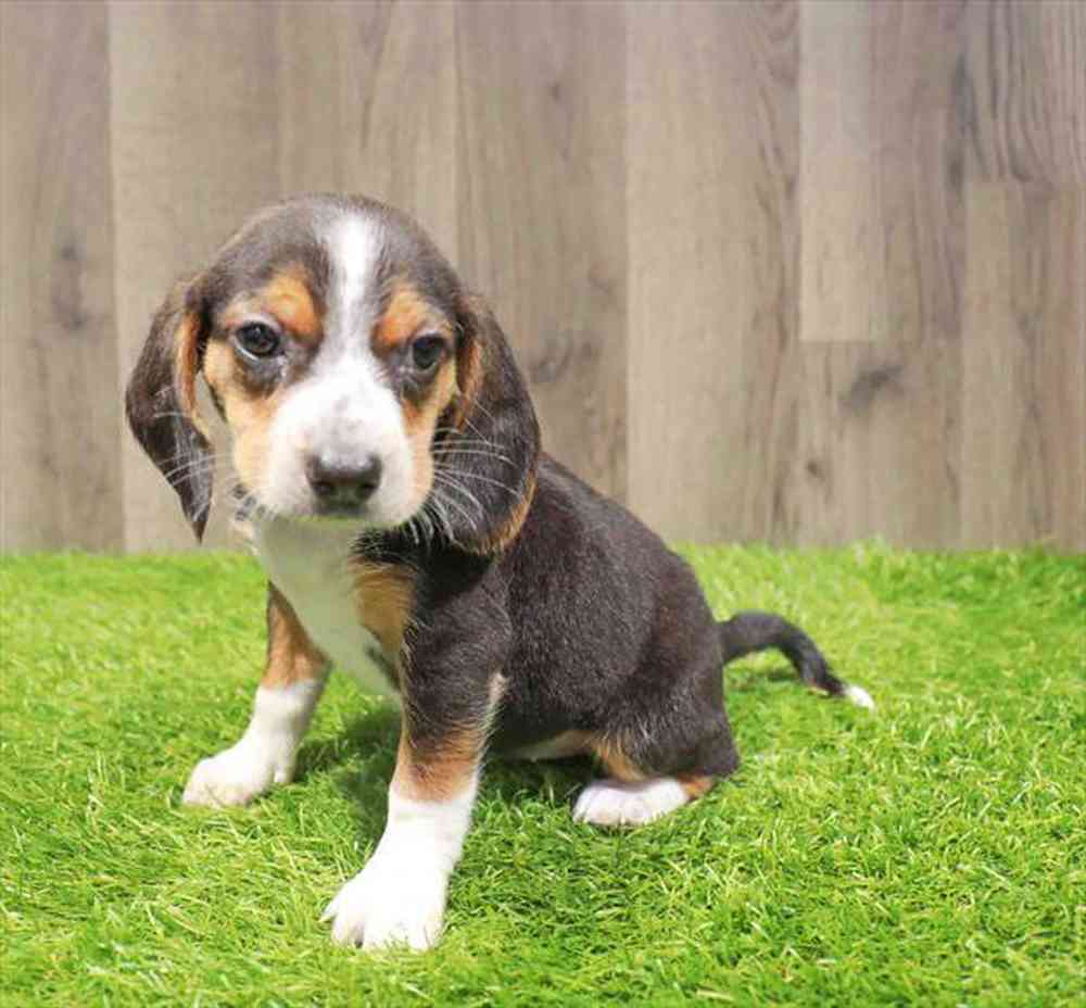 Frengle Puppies for sale - PV Pets, NJ