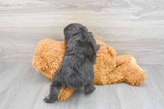 Puppy for Sale - PV Pets