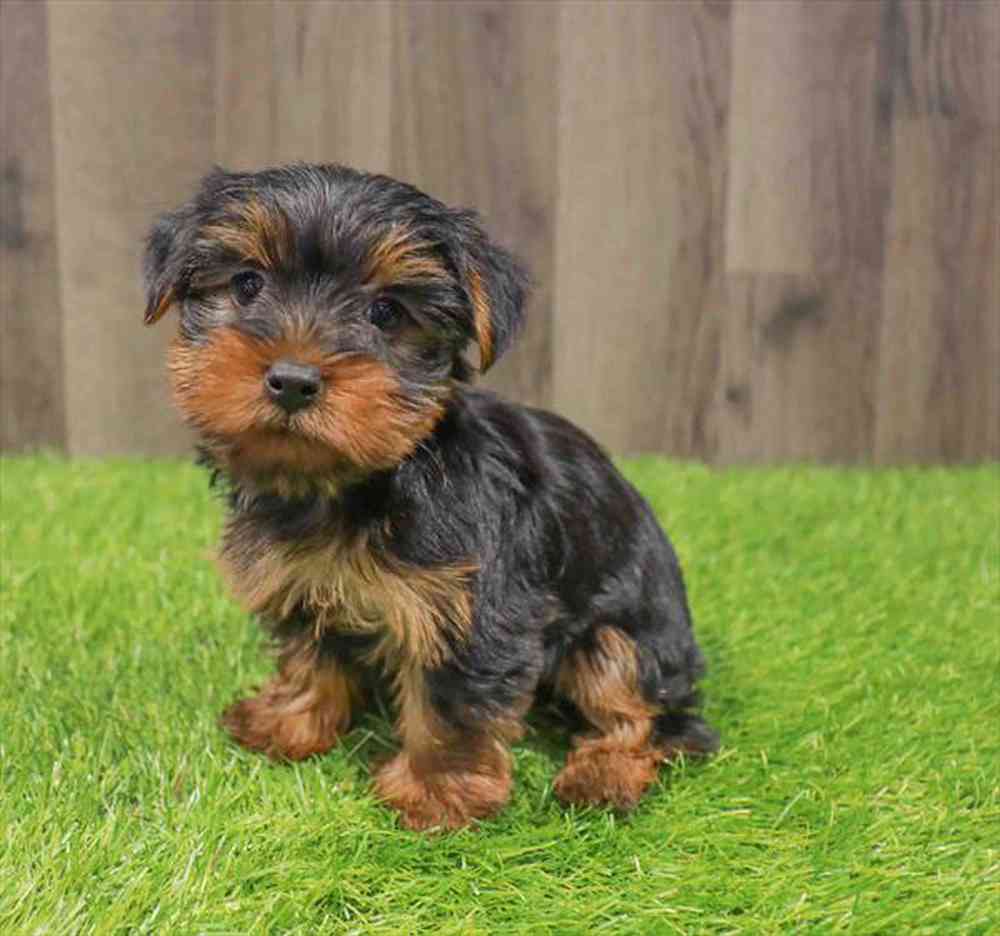 Yorkie-Poo Puppies for sale - PV Pets, NJ