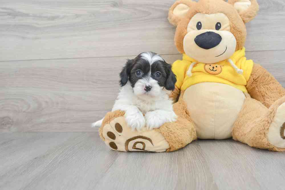 Teddy Bear Puppies for sale - PV Pets, NJ