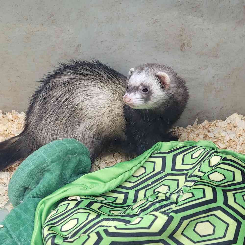 Pets for Sale by Breed - PV Pets