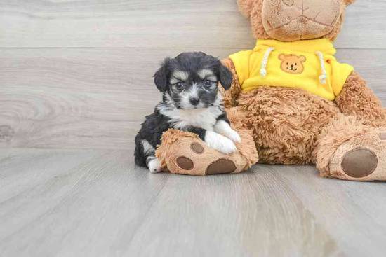 Puppy for Sale - PV Pets