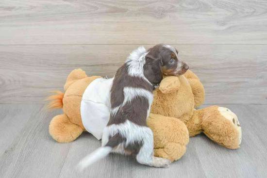 Puppy for Sale - PV Pets