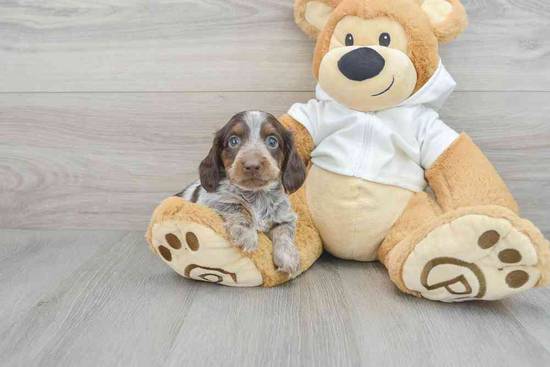 Puppy for Sale - PV Pets