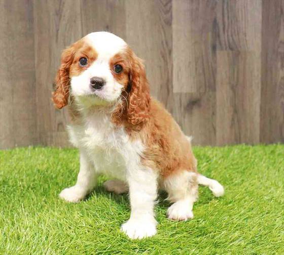 Puppy for Sale - PV Pets