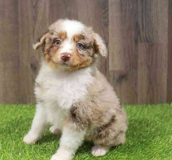 Puppy for Sale - PV Pets