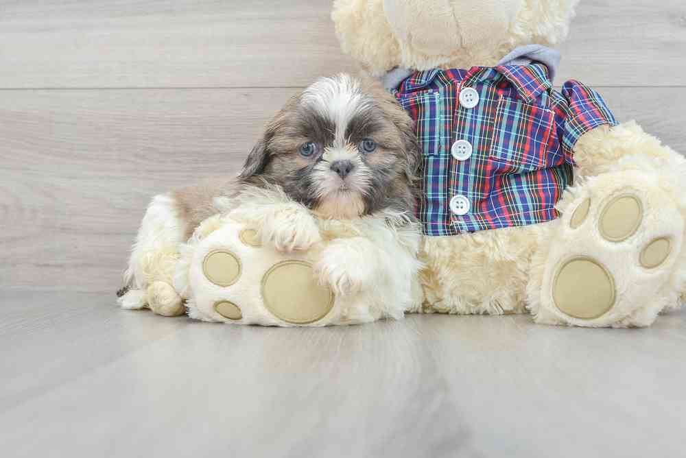 Shih Tzu Puppy for sale - PV Pets