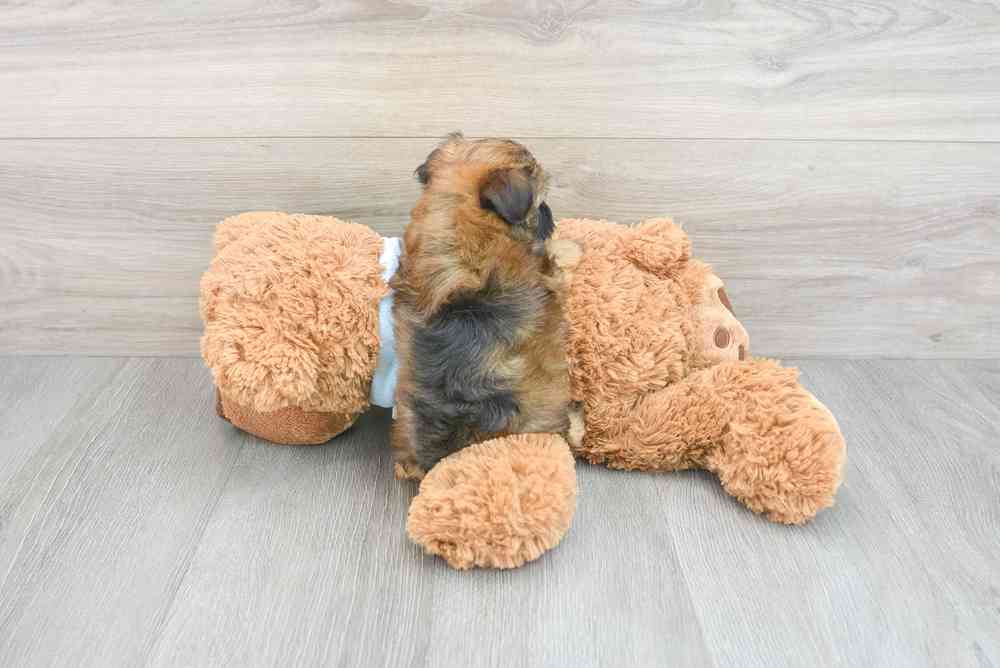 Yorkie Puppies for sale - PV Pets, NJ